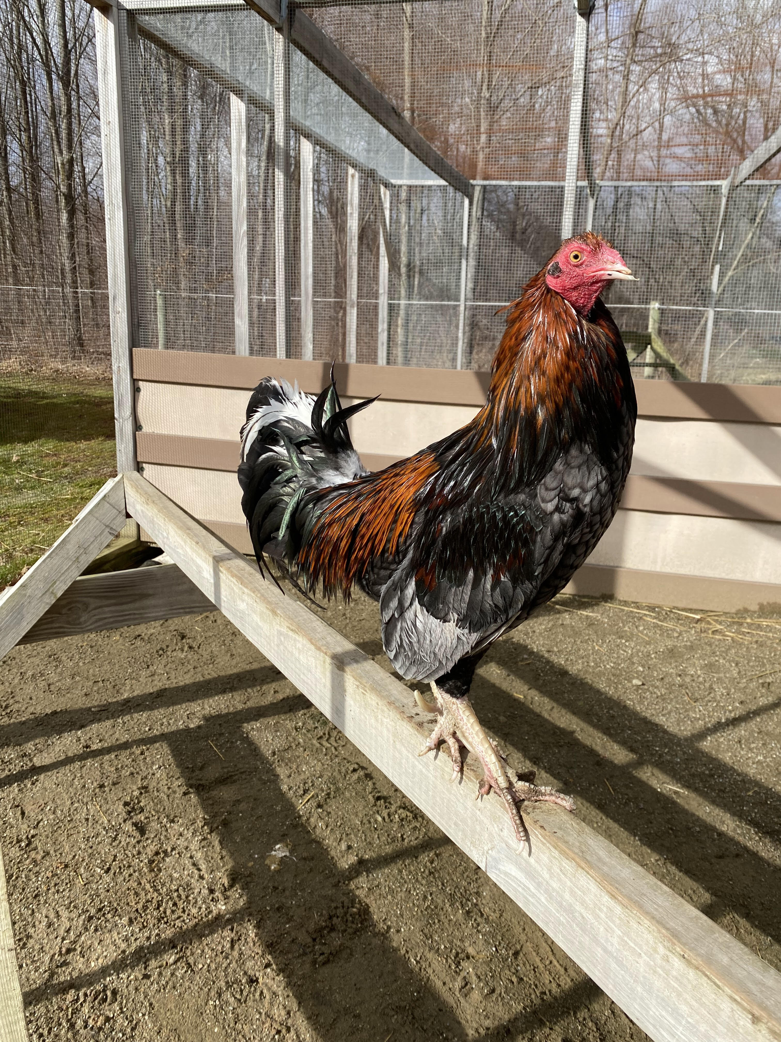 Chicken for adoption - Goose, a Chicken in Ravenna, OH | Petfinder