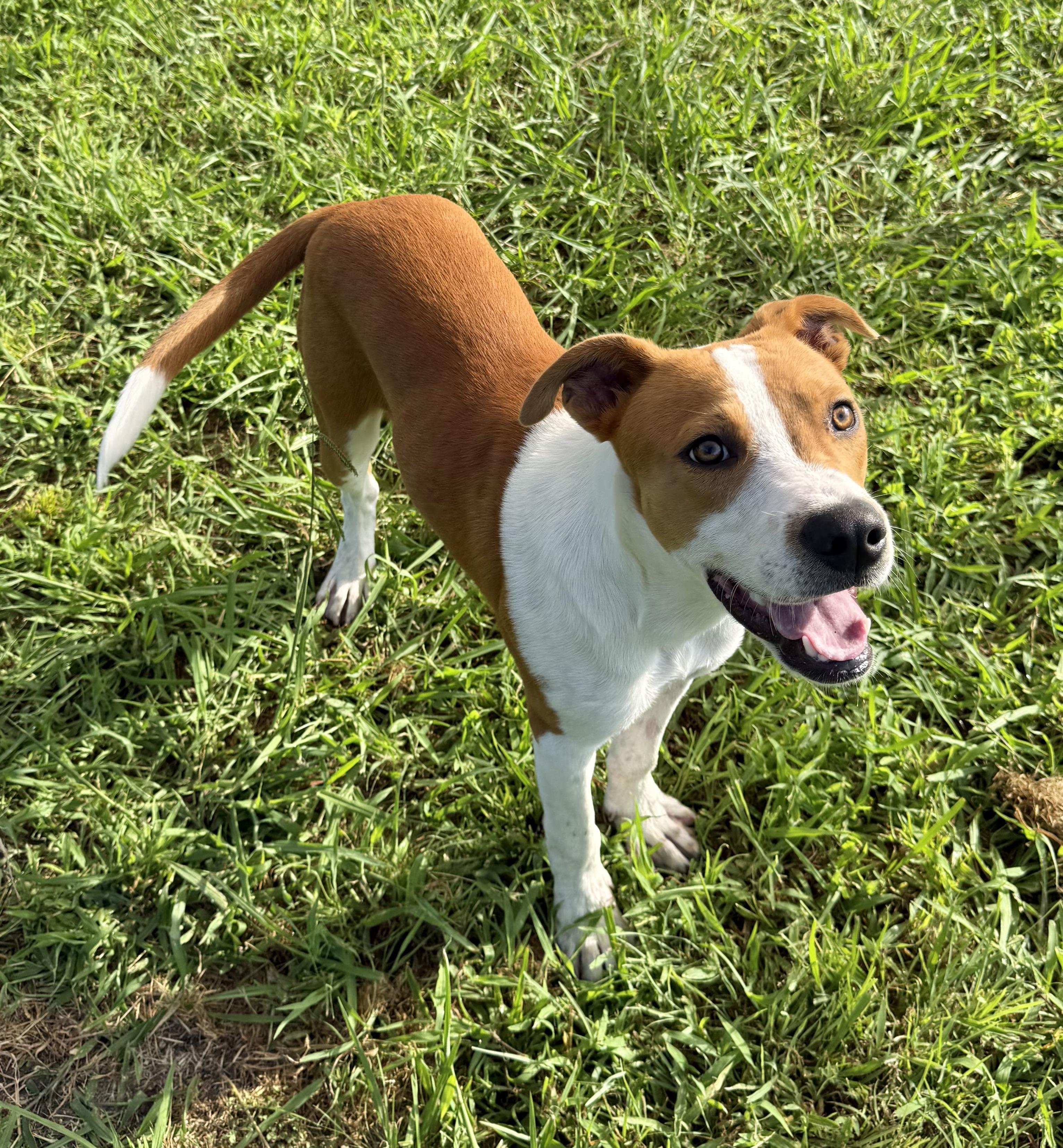 Dog for adoption - Craig, a German Shorthaired Pointer Mix in Belle Plaine, MN | Petfinder