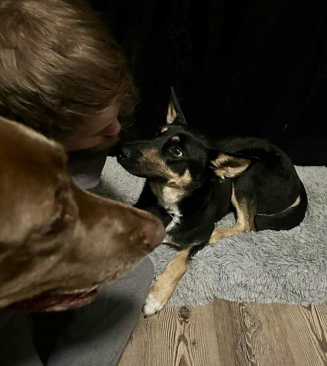 Dog for adoption - Marshia, a German Shepherd Dog Mix in Twinsburg, OH ...