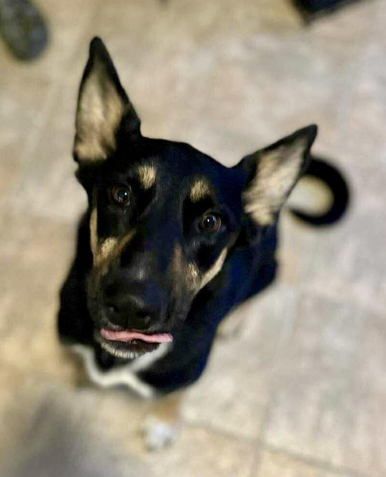 Dog for adoption - Marshia, a German Shepherd Dog Mix in Twinsburg, OH ...