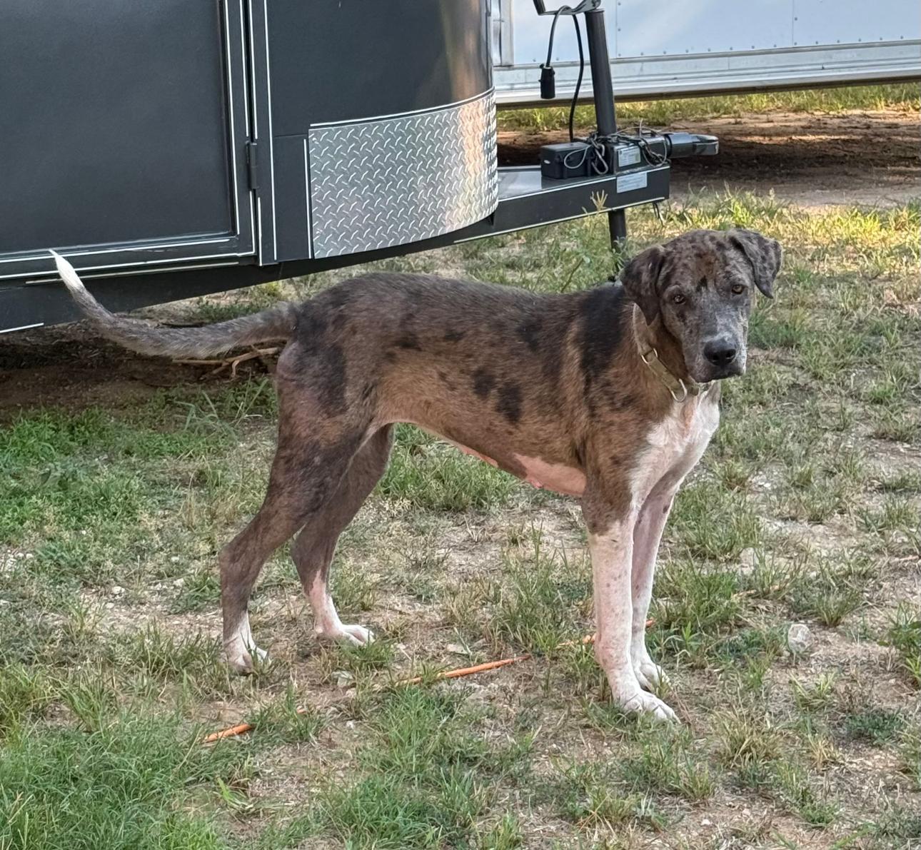 Dog for adoption - Kora, a Great Dane Mix in Portland, OR | Petfinder