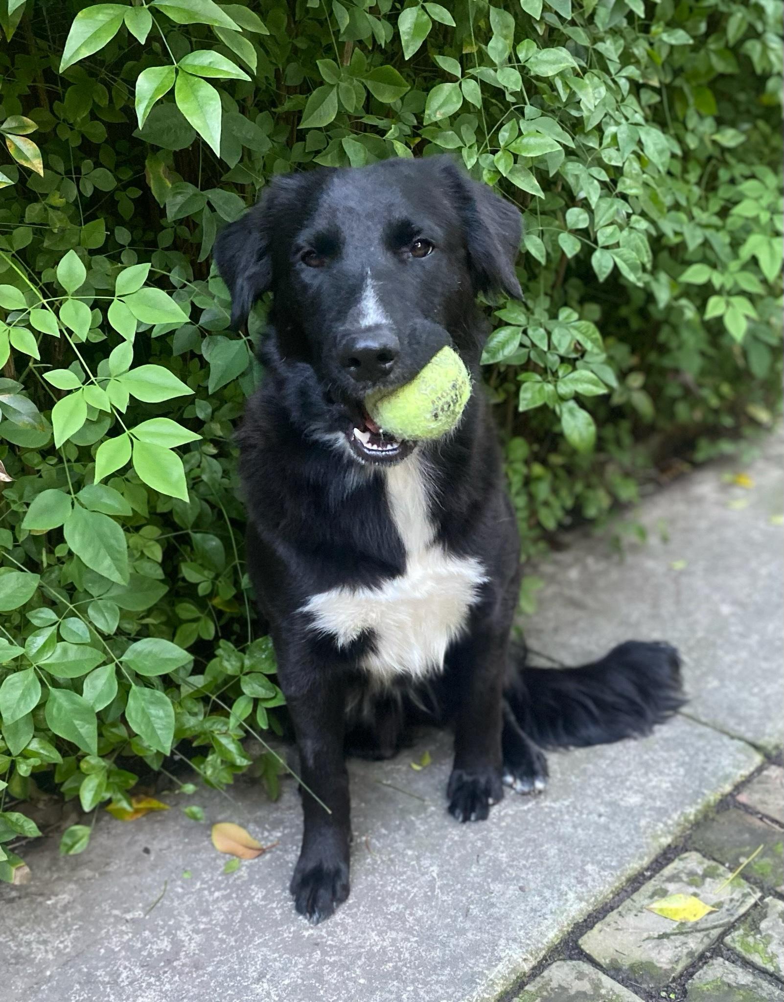 Dog for adoption - Handsome, a Border Collie & English Setter Mix in ...