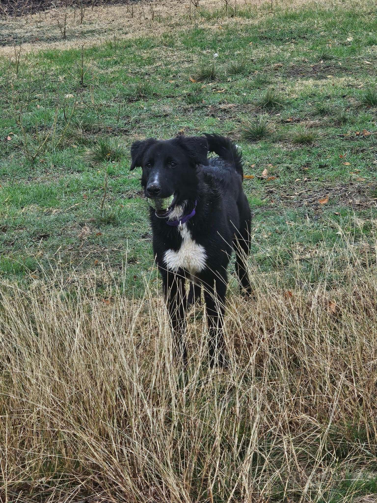 Dog for adoption - Handsome, a Border Collie & English Setter Mix in ...