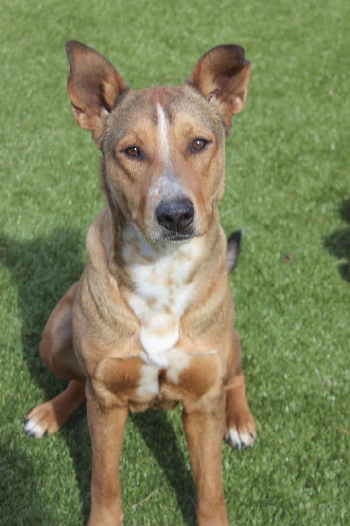 Dog for adoption - Rosie Jozi, a German Shepherd Dog Mix in Newcastle ...