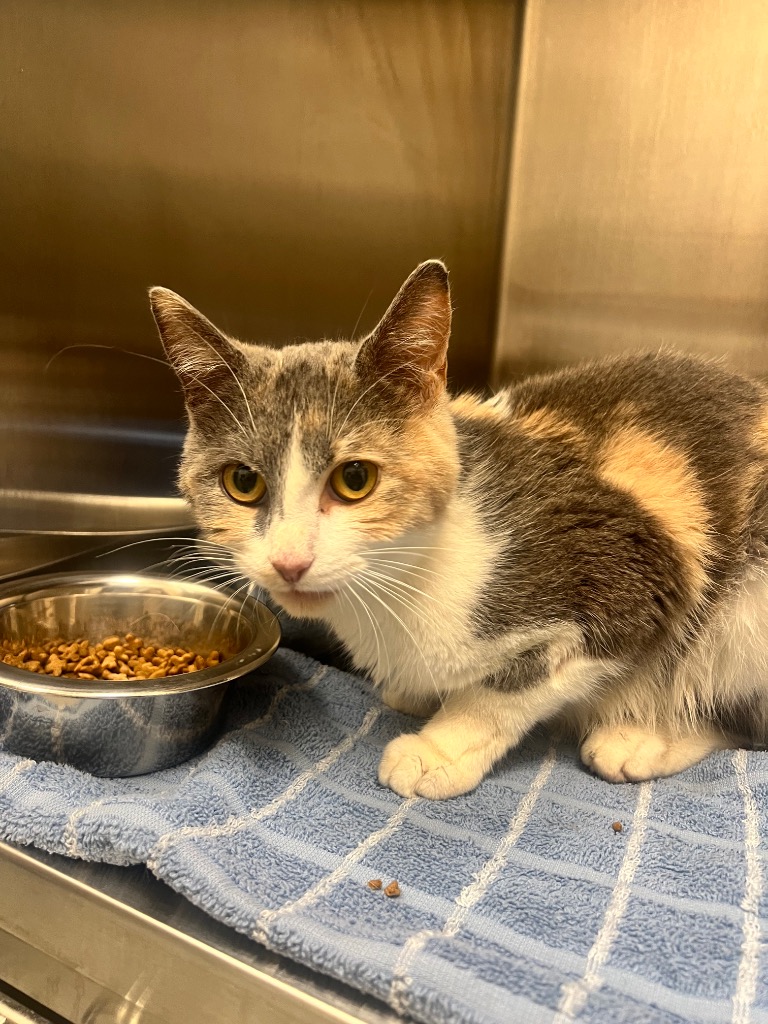 Cat for adoption - Love (FeLV+), a Dilute Calico in Frankfort, KY ...