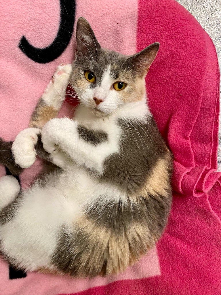Cat for adoption - Love (FeLV+), a Dilute Calico in Frankfort, KY ...