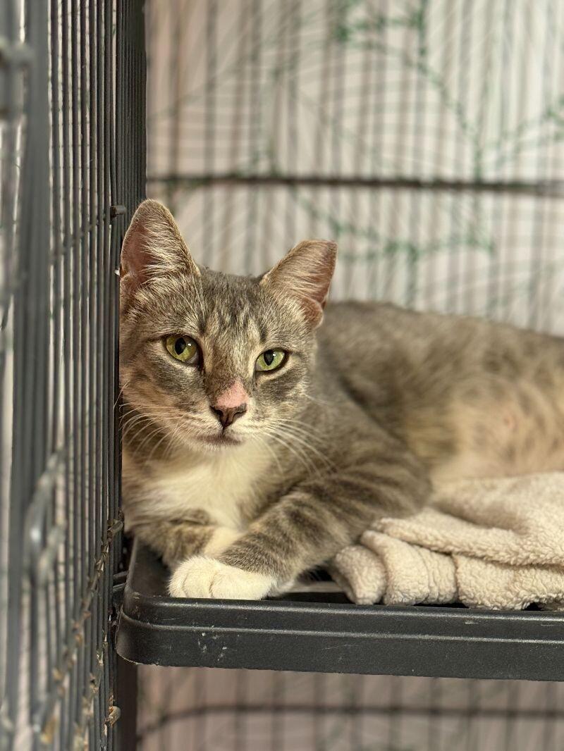 Cat for adoption - Sunshine Simpson, a Domestic Short Hair & Tabby Mix ...