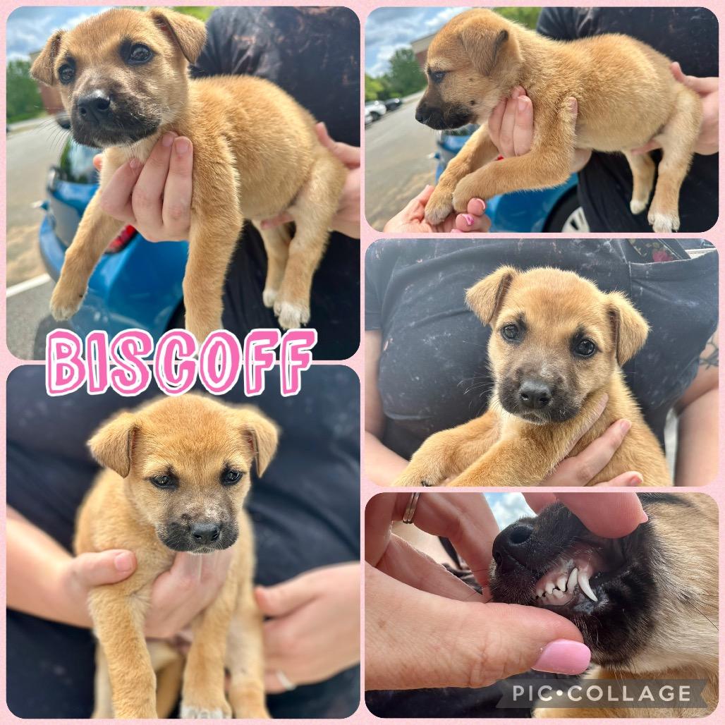 Dog for adoption - Biscoff, a German Shepherd Dog Mix in Opelika, AL ...