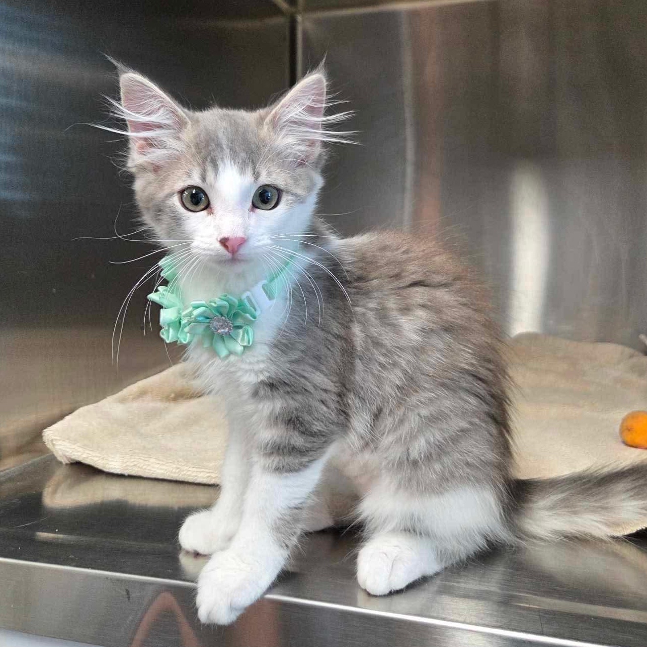 Cat for adoption - Amelia, a Domestic Long Hair & Dilute Calico Mix in ...