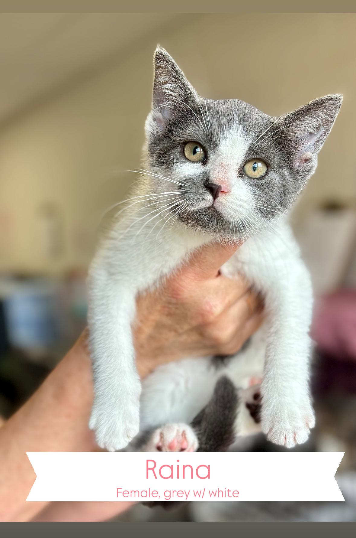 Cat for adoption - Raina, a Domestic Short Hair in Cannington, ON ...