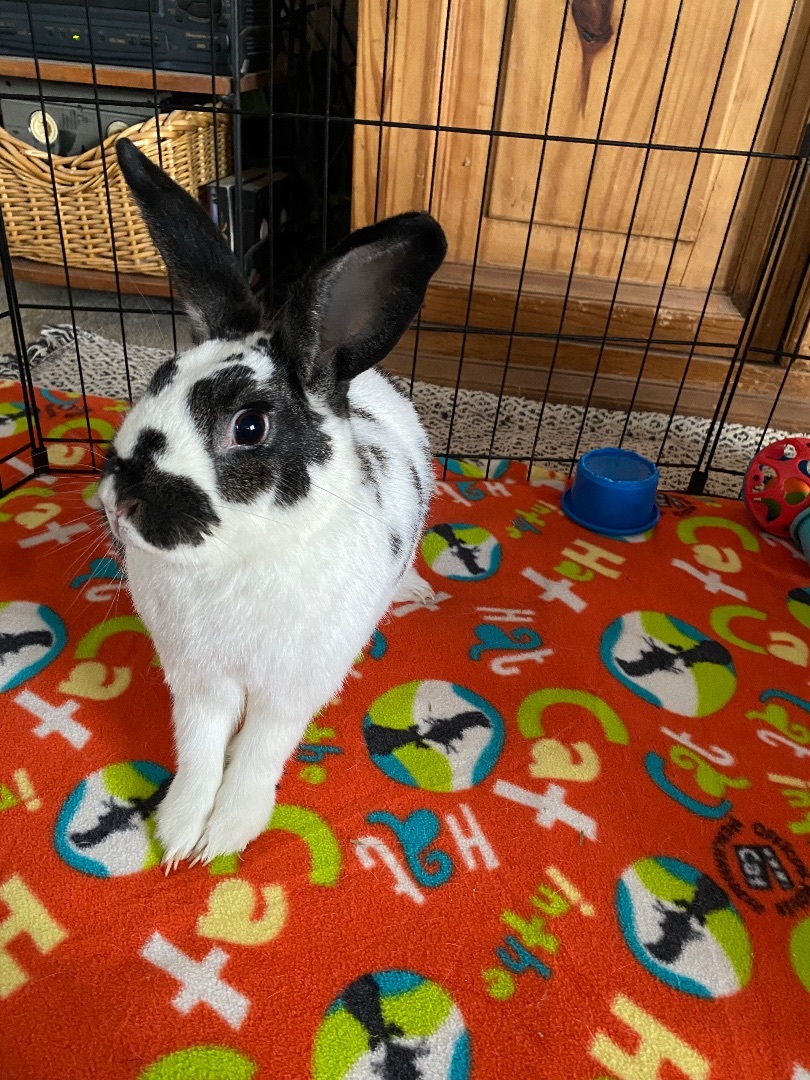 Rabbit for adoption - Eli, a New Zealand & Rex Mix in Little Rock, AR ...