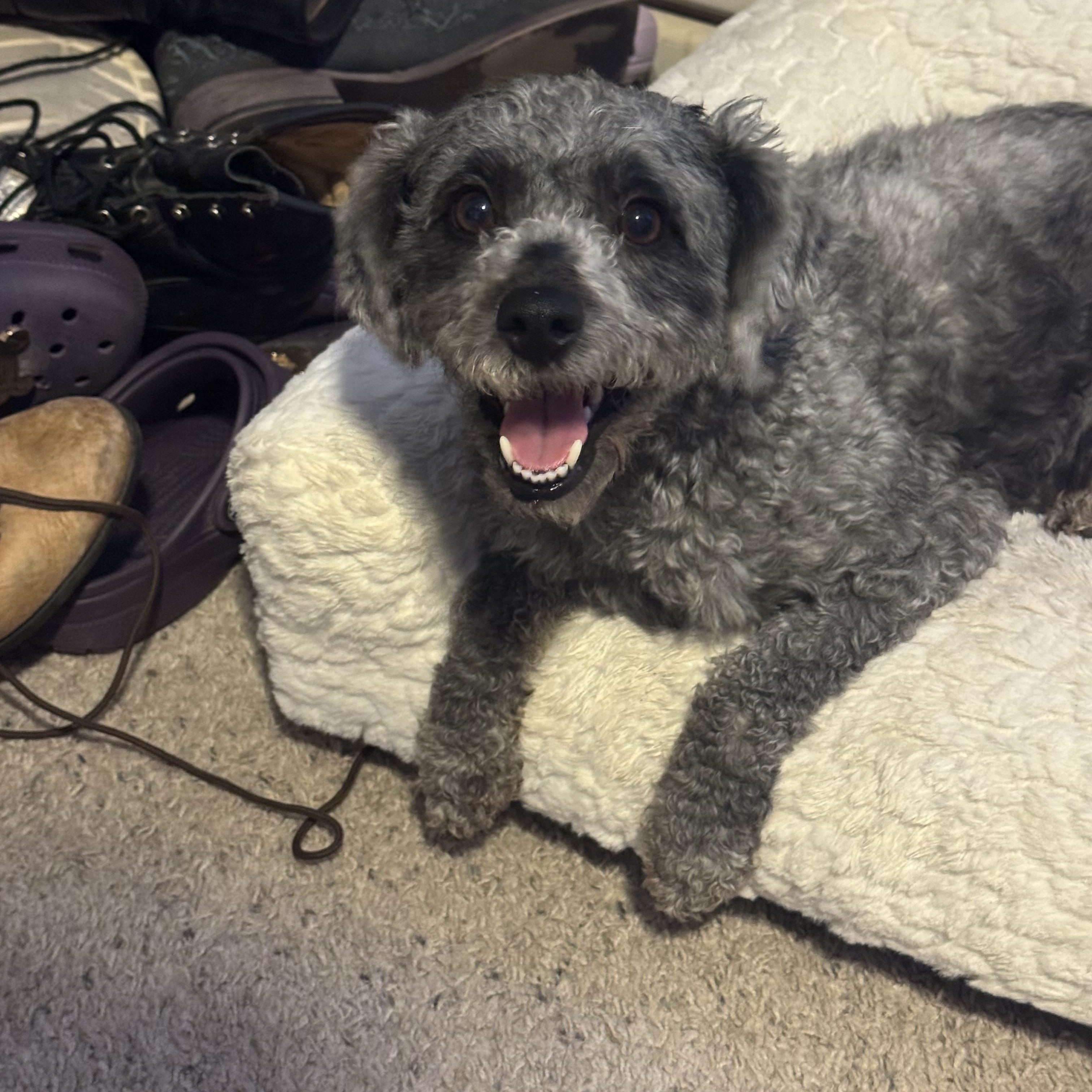 Dog for adoption - Twizzle, a Poodle (Toy) & Terrier Mix in Turlock, CA ...