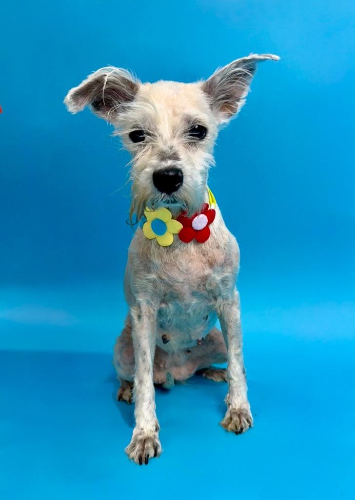 Dog for adoption - Junie, a Terrier Mix in Salem, OR | Petfinder