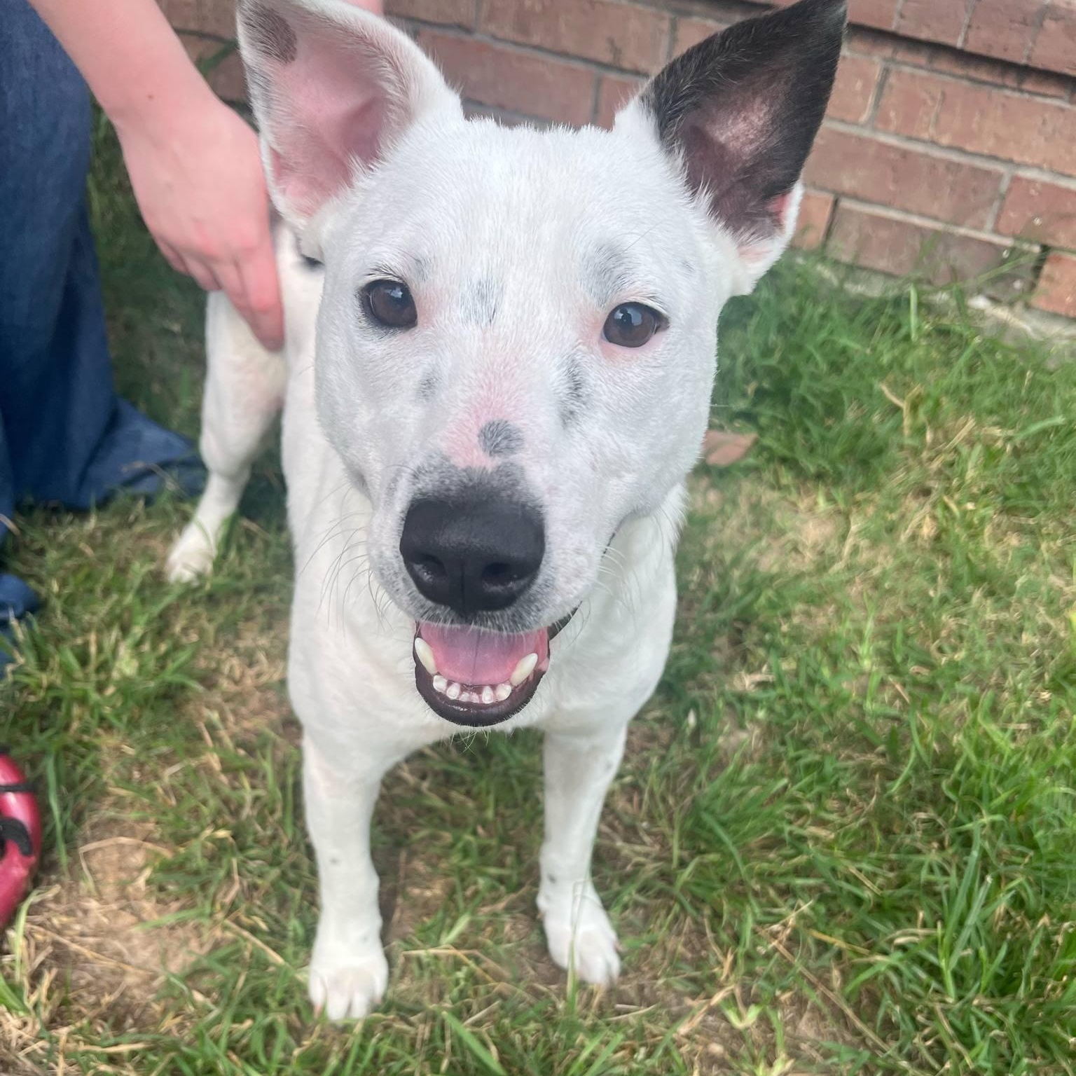 Dog for adoption - Bauer, an American Staffordshire Terrier Mix in Ann ...