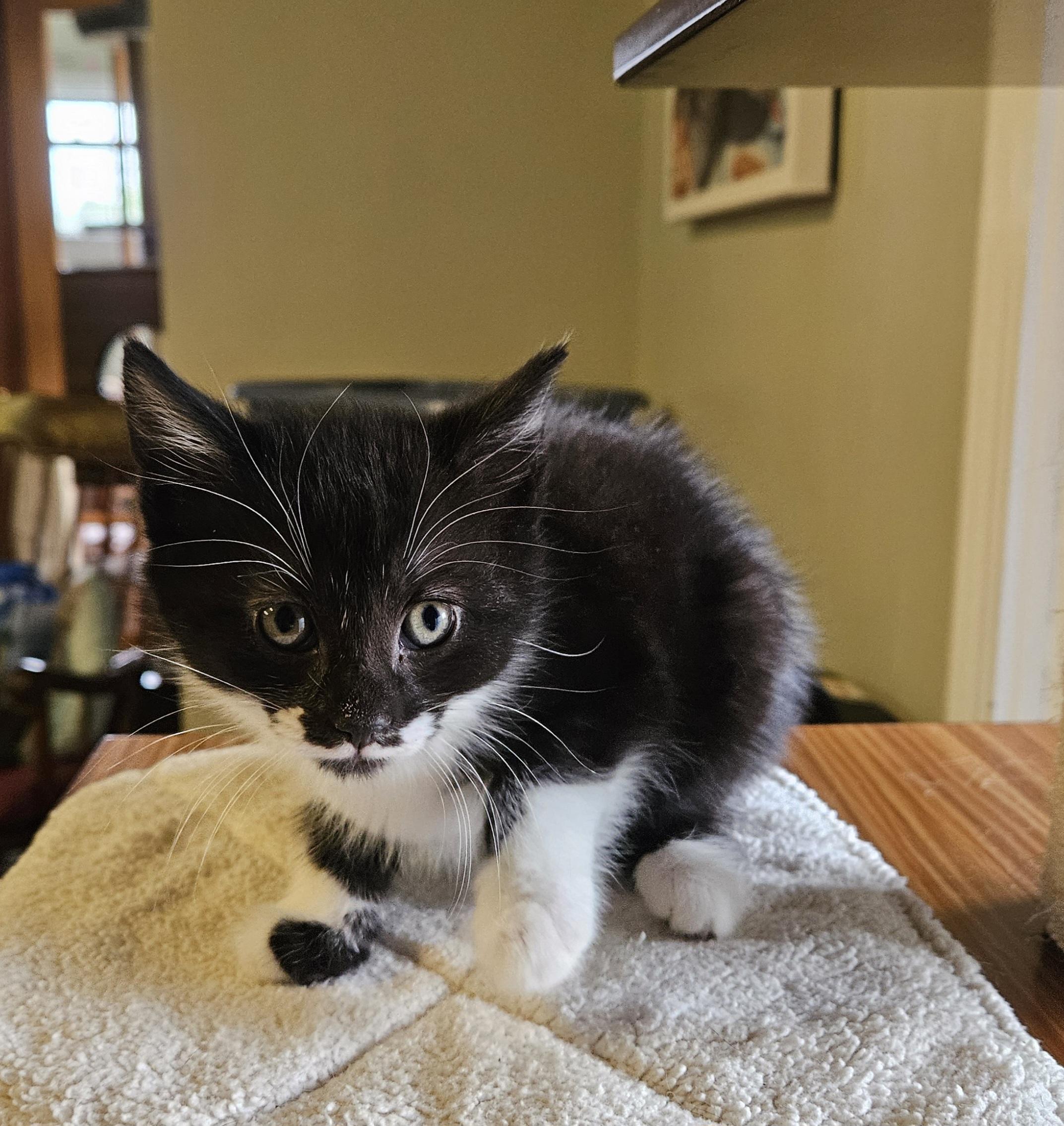 Cat for adoption - Sangria, a Domestic Medium Hair in Brockport, NY ...