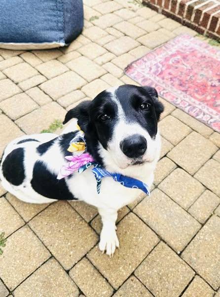 Dog for adoption - Linda, a Basset Hound & Border Collie Mix in Fremont ...