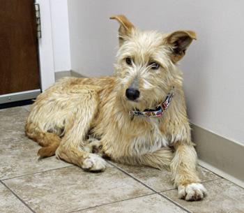 Dog for adoption - Wylie, a Portuguese Podengo Mix in Mansfield, MA ...