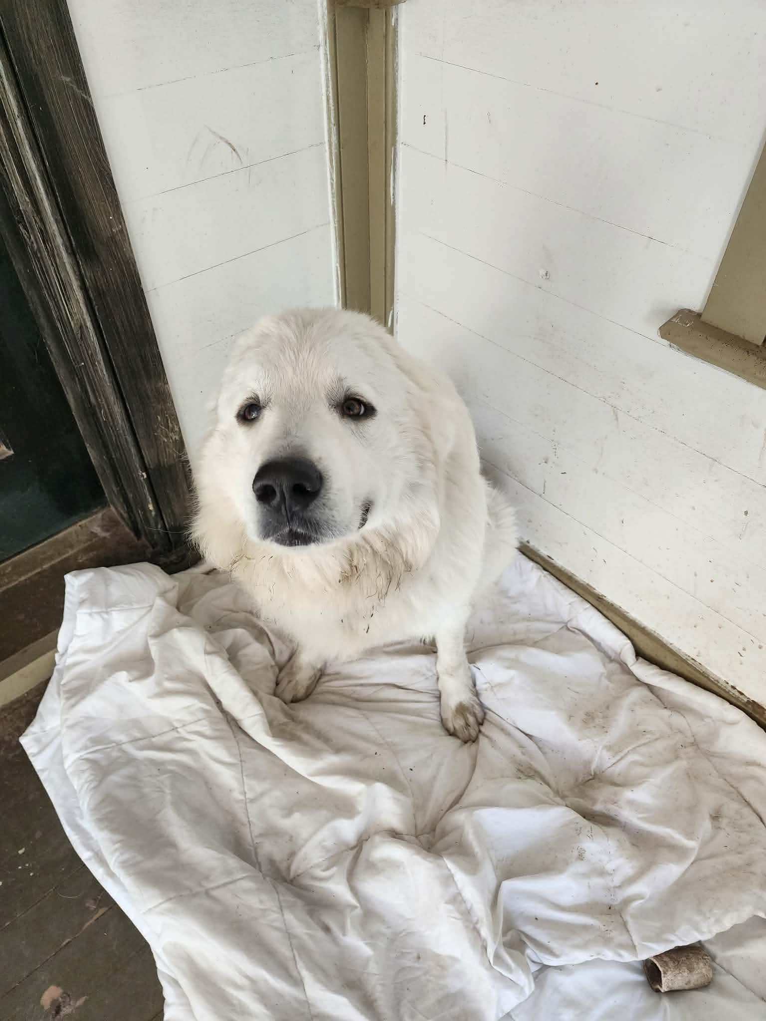Yeti - Adoptable Pet | Petfinder | Petfinder