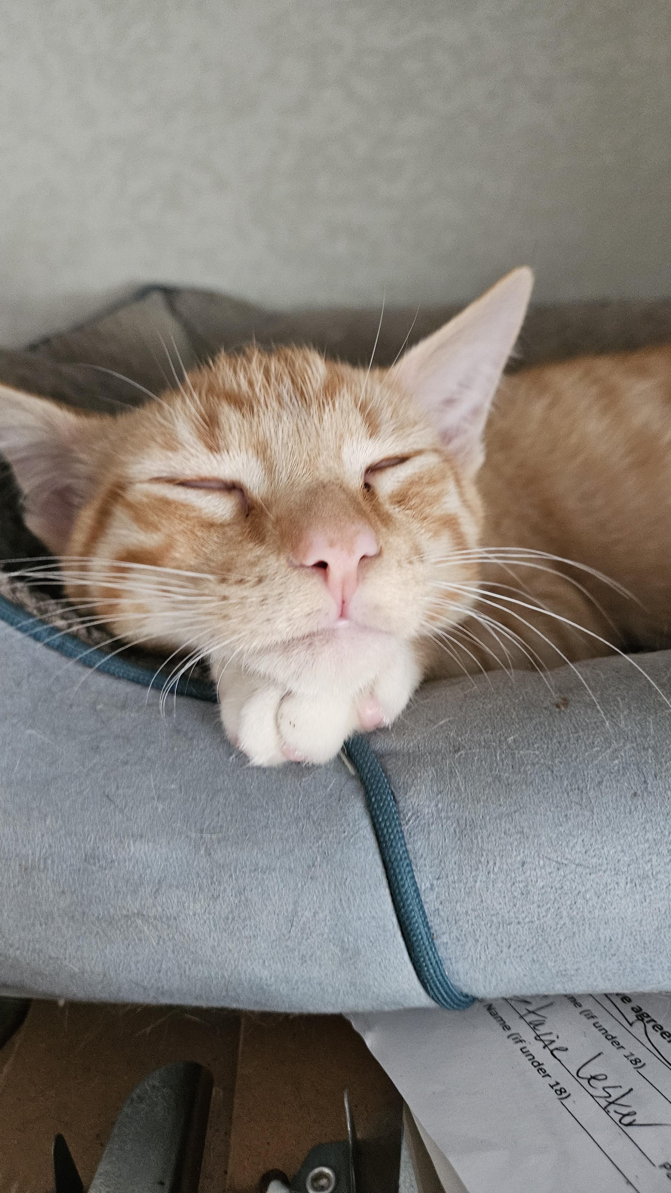 Cat for adoption - Stewie, an American Shorthair in Elverta, CA | Petfinder
