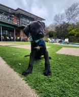 Dog for adoption - Sheldon, a German Shepherd Dog Mix in Twin Falls, ID ...