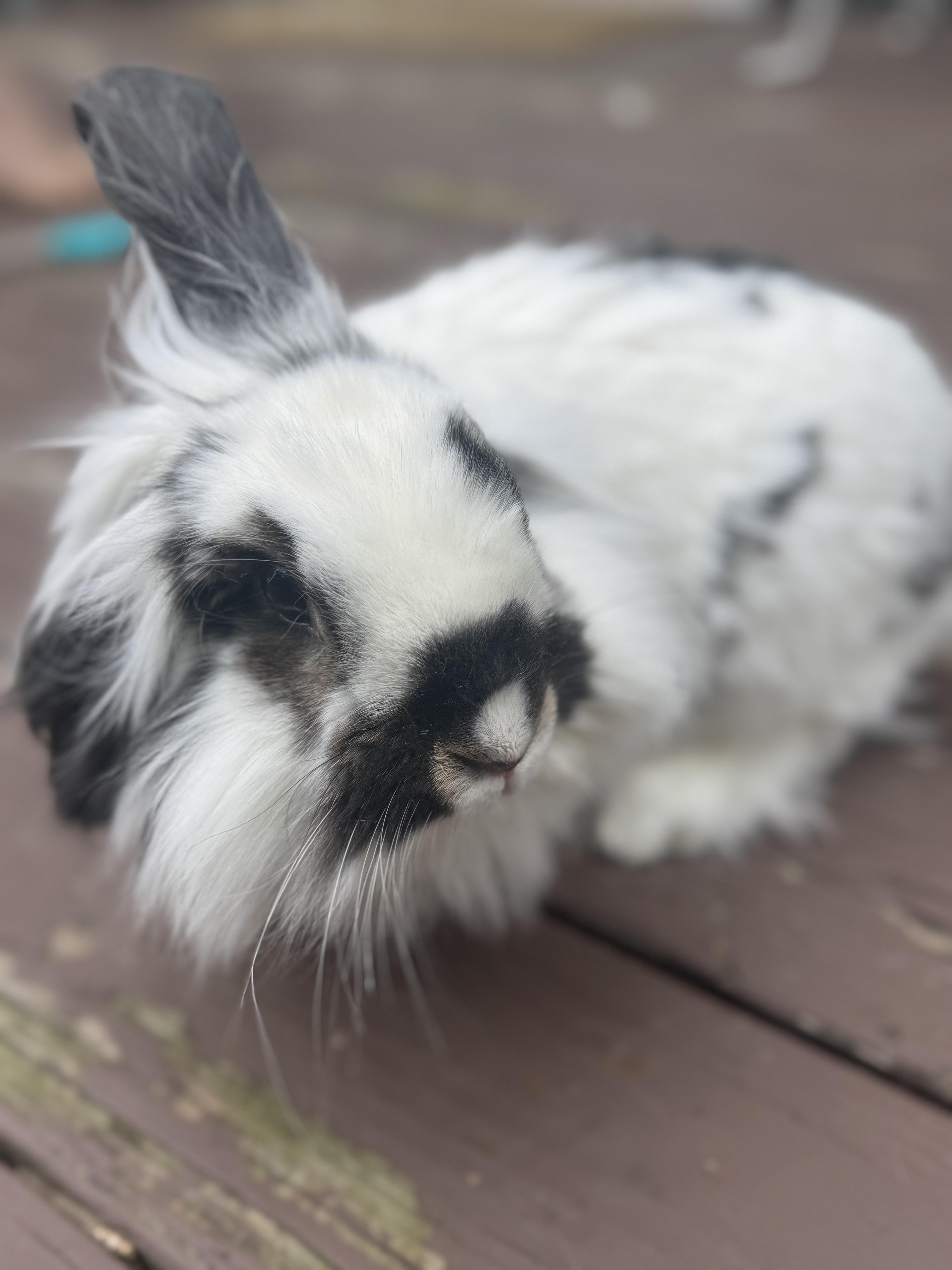 Rabbit for adoption - Fluffy, a Lionhead & Holland Lop Mix in Cream ...