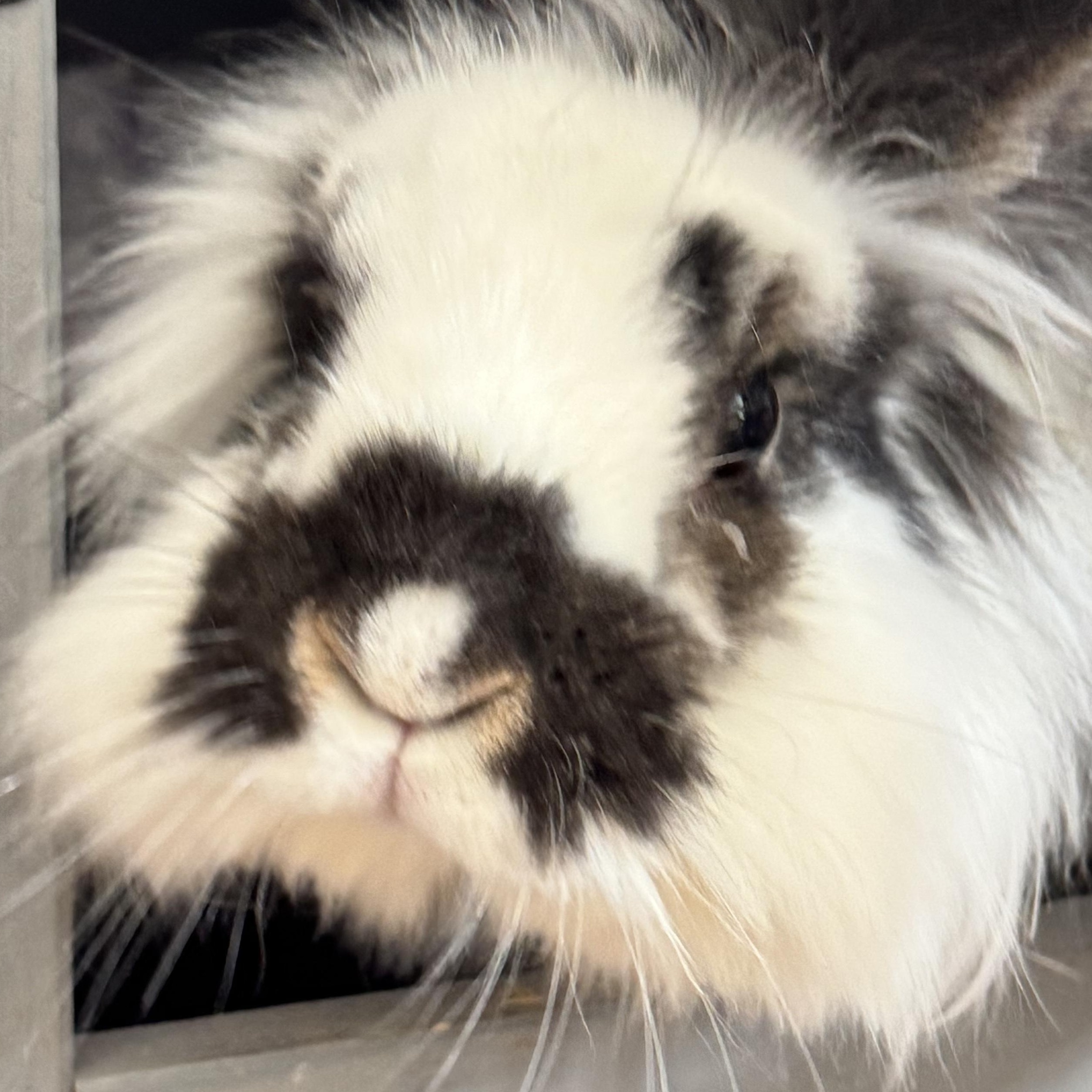 Rabbit for adoption - Fluffy, a Lionhead & Holland Lop Mix in Cream ...