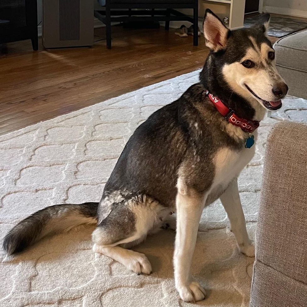 Dog for adoption - Vail vee, a Husky in Poughkeepsie, NY | Petfinder