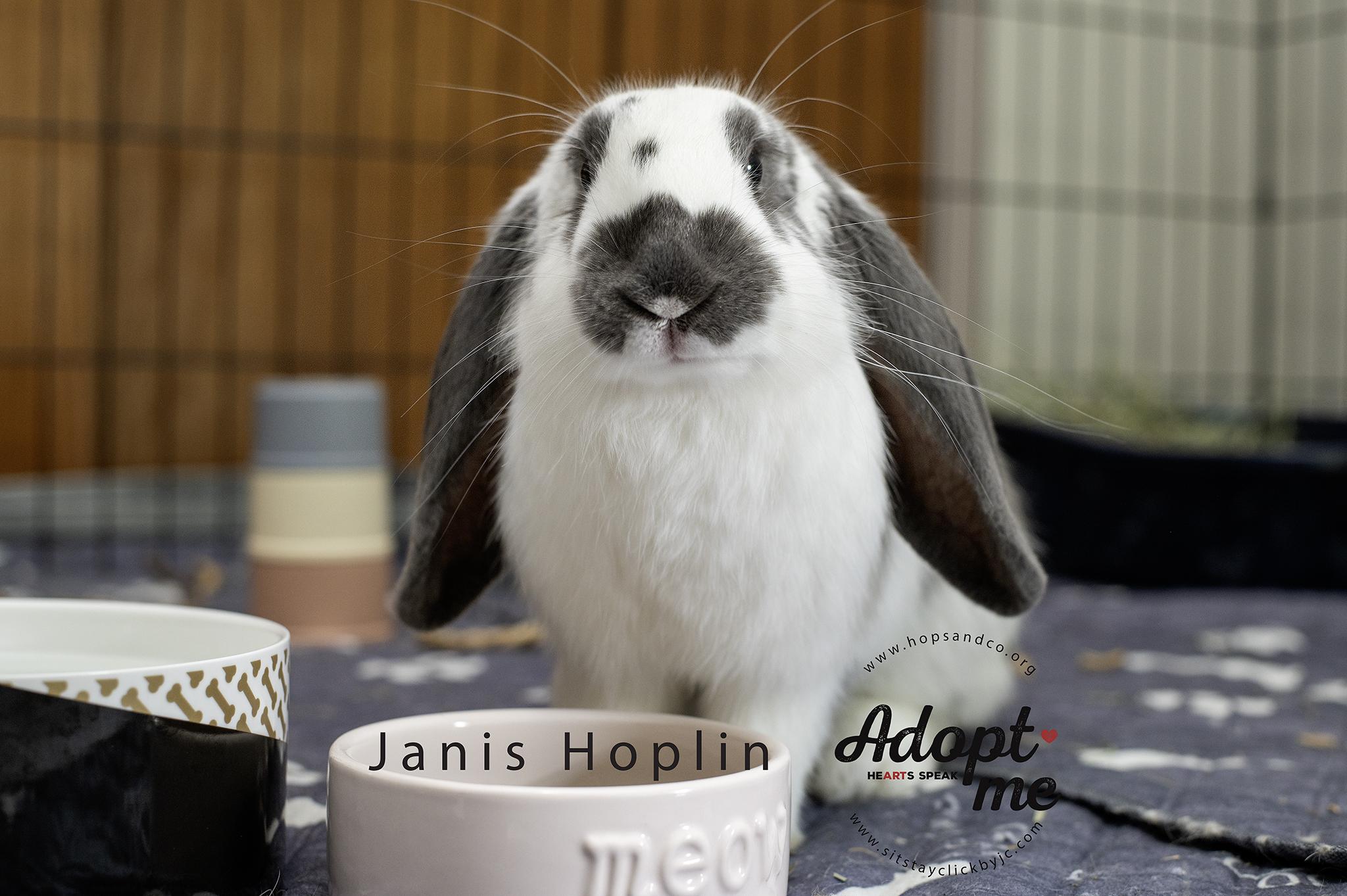 Rabbit for adoption - Janis Hoplin, an English Lop & Angora Rabbit Mix ...