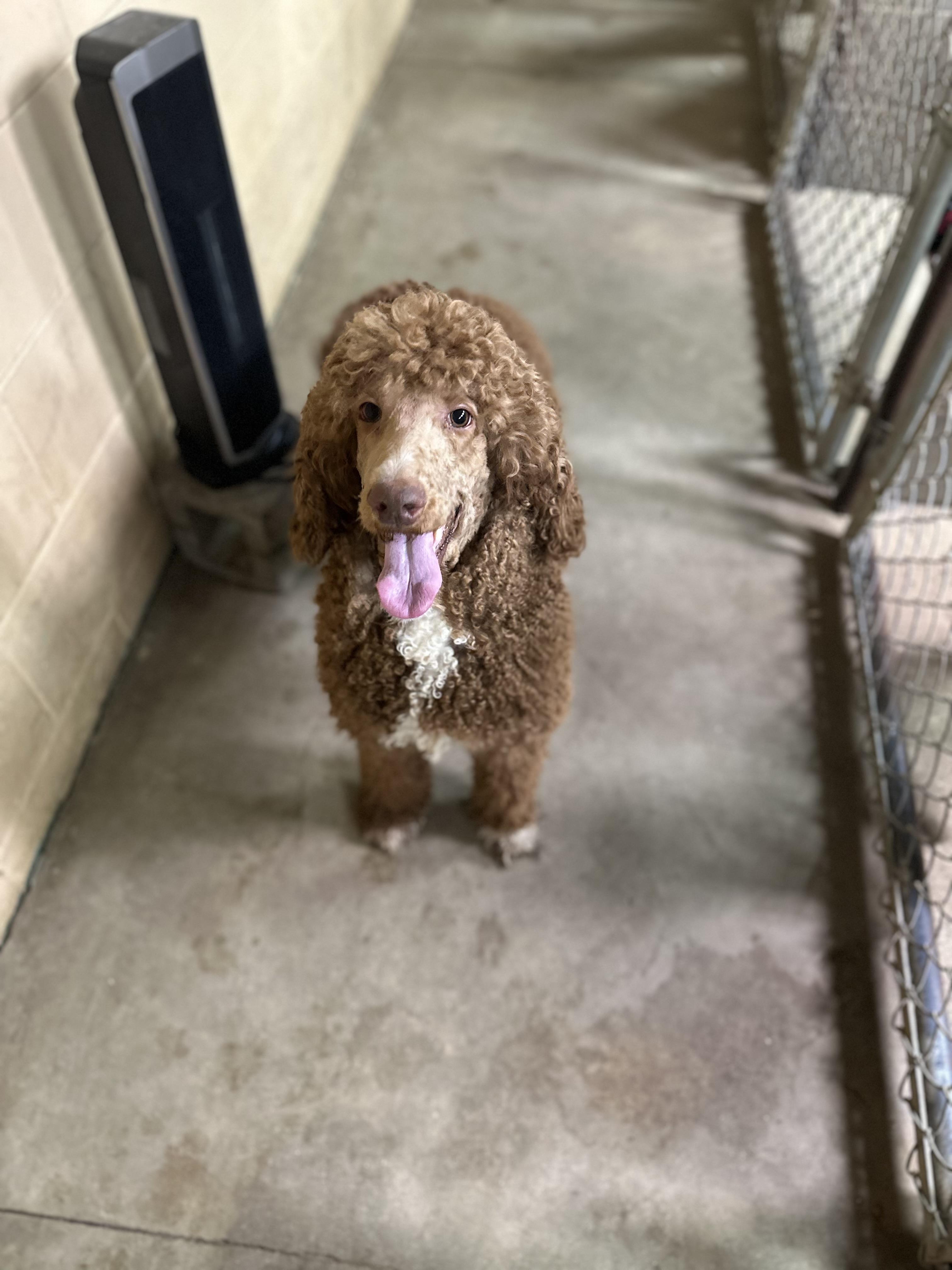 Dog for adoption - COCO PRINCESS, a Poodle in Hartford, CT | Petfinder