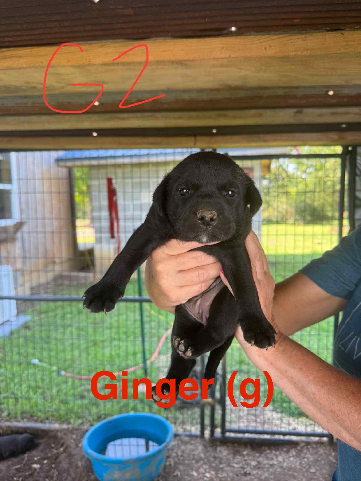 Dog for adoption - Ginger, a Labrador Retriever in Whiting, NJ | Petfinder