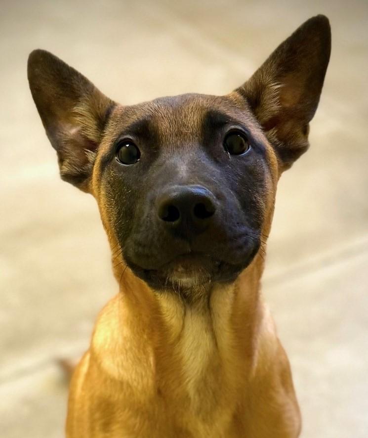 Dog for adoption - Larry, a Belgian Shepherd / Malinois & Boxer Mix in ...