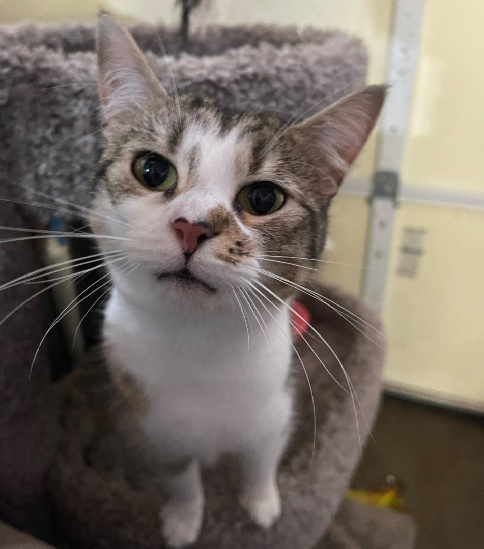 Cat for adoption - Watermelon, a Manx in Hollister, CA | Petfinder