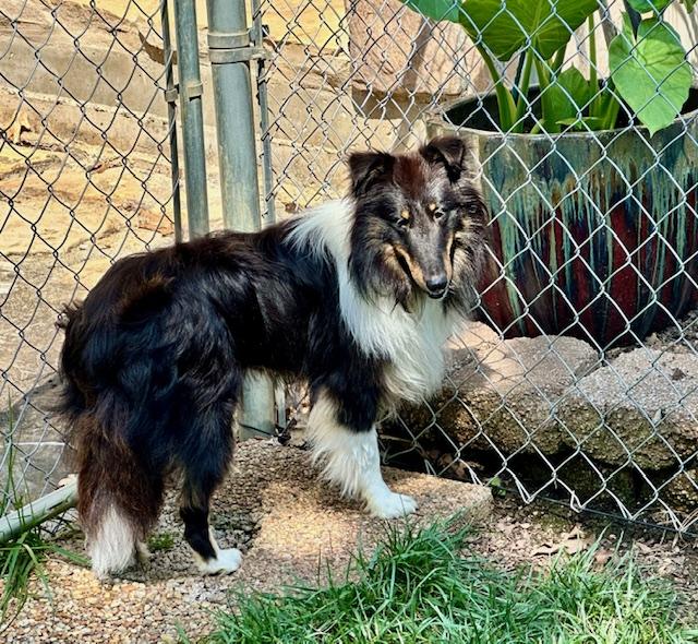 Dog for adoption - WATSON, a Shetland Sheepdog / Sheltie in Shell Knob ...