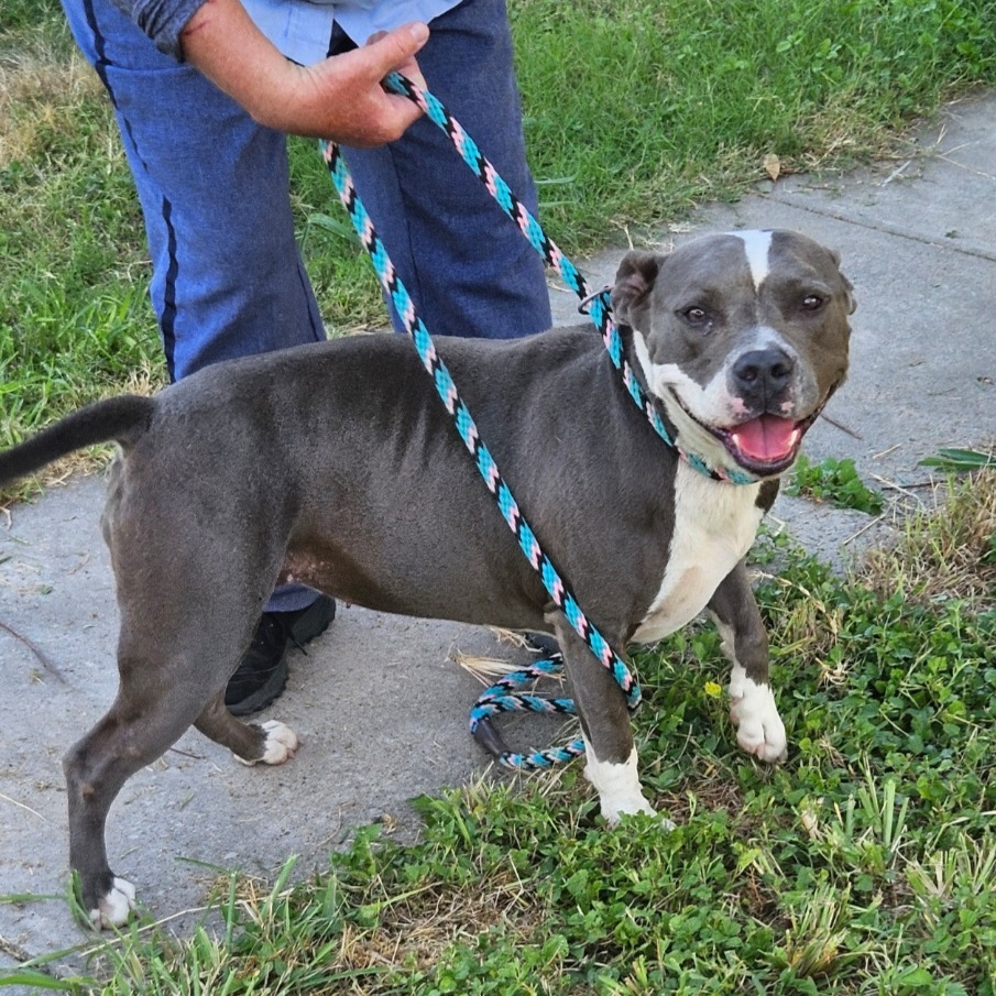 Dog for adoption - Piper, an American Staffordshire Terrier Mix in ...
