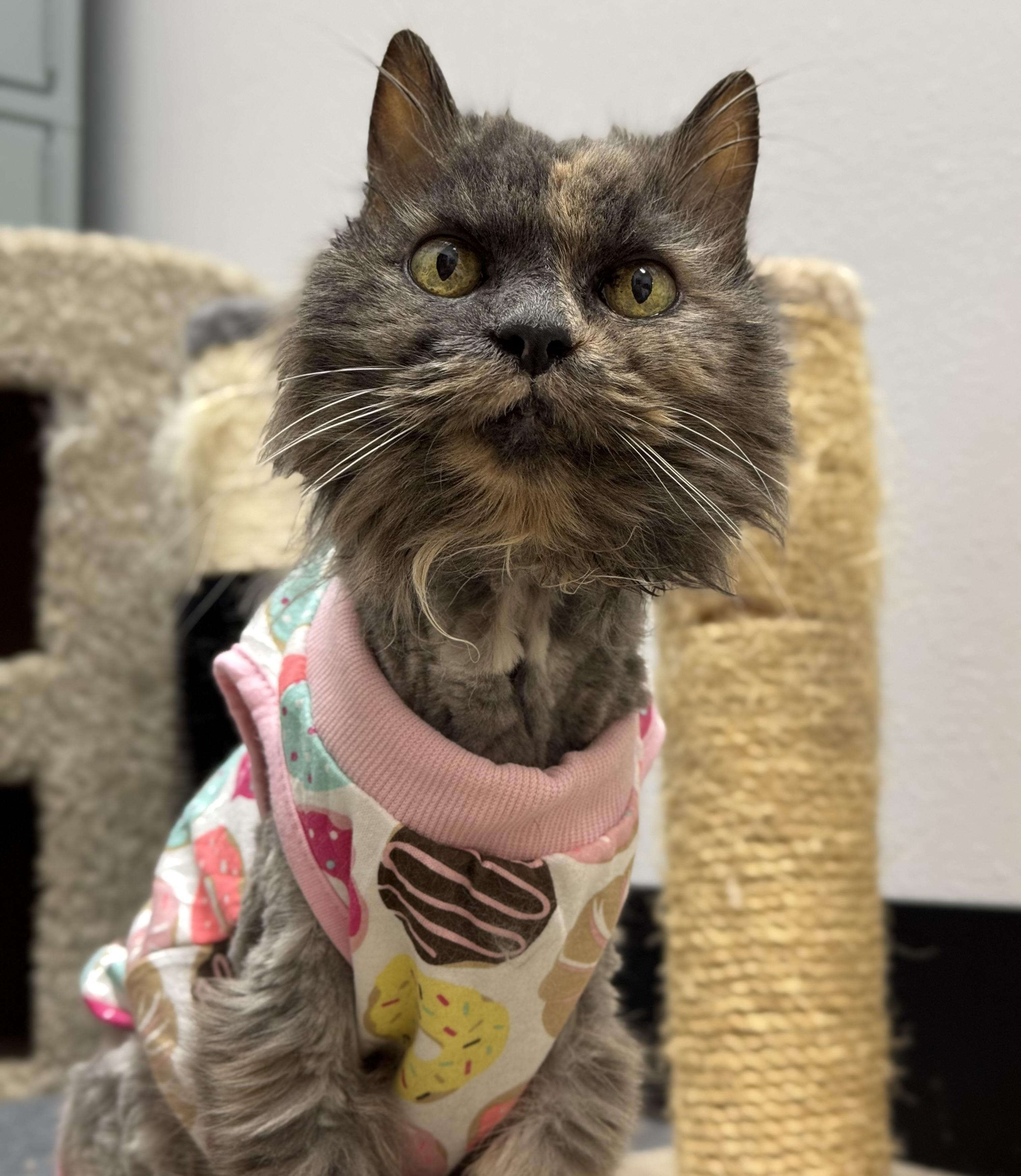 Cat for adoption - Sheila, a Dilute Tortoiseshell & Domestic Long Hair ...