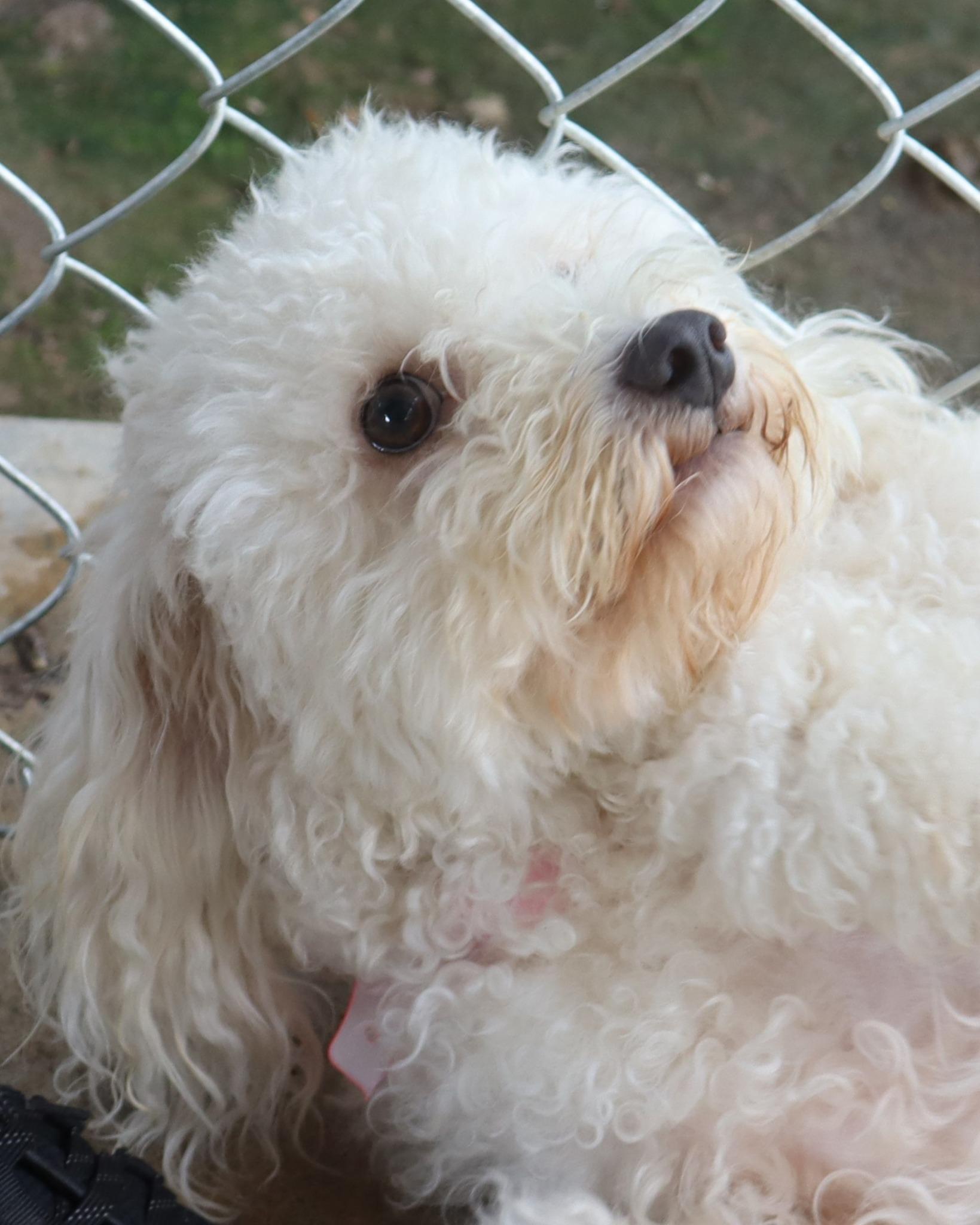 Dog for adoption - TRIXIE, a Poodle Mix in Fresno, CA | Petfinder