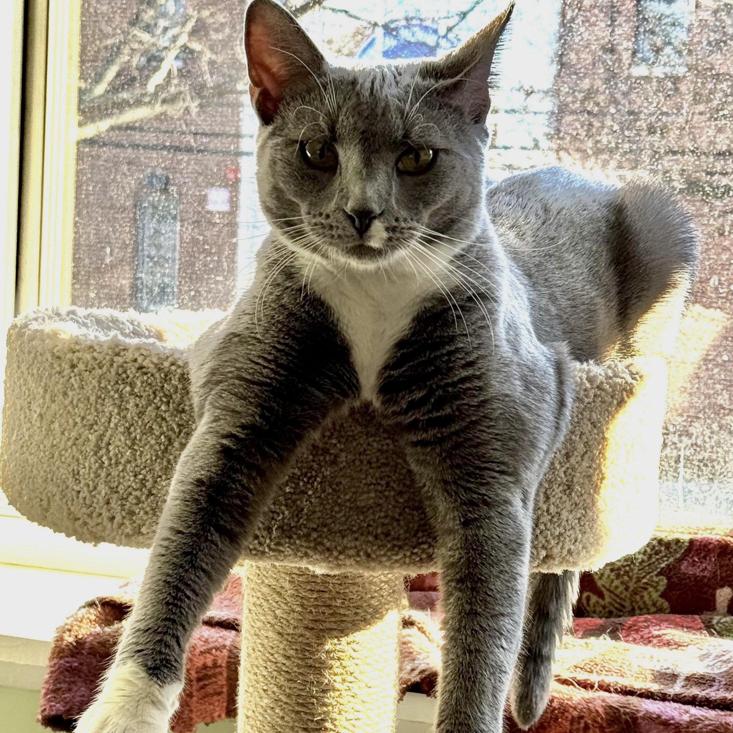 Cat Adoption in Bronx NY - Bronx Tails