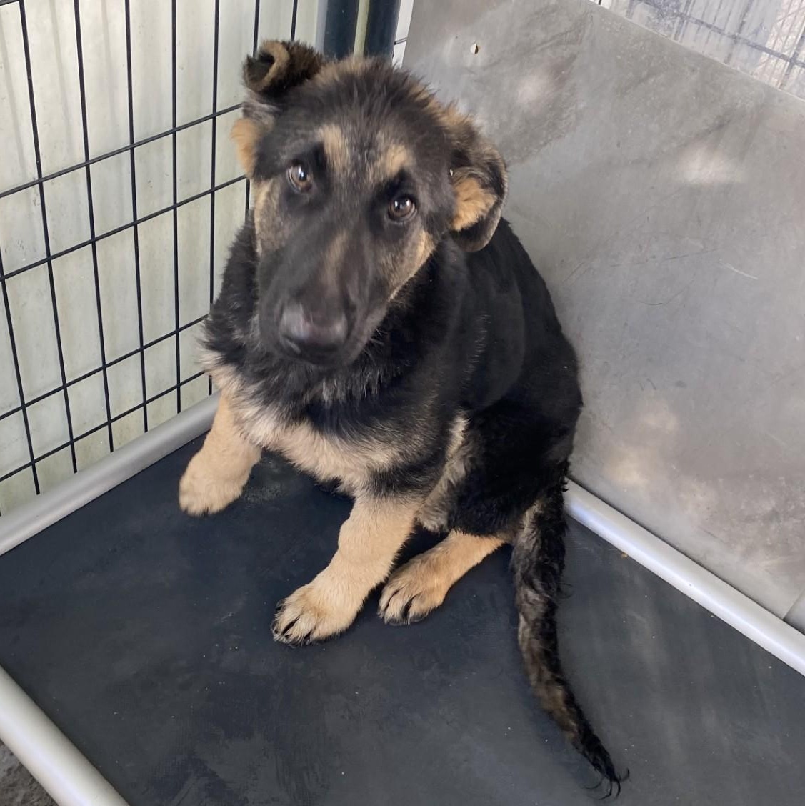 Dog for adoption - Sebastian #4708 (YARD K56), a German Shepherd Dog in ...