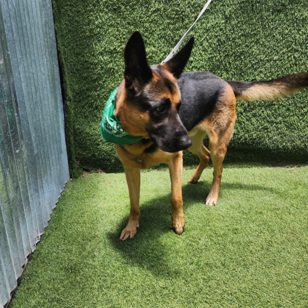 Dog for adoption - Jax, a German Shepherd Dog Mix in Durango, CO ...