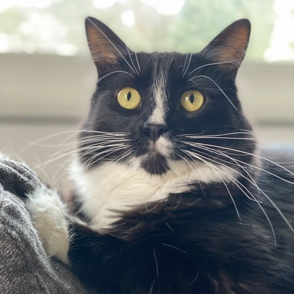 Cat for adoption - Josh, a Domestic Medium Hair in Pacific Palisades ...