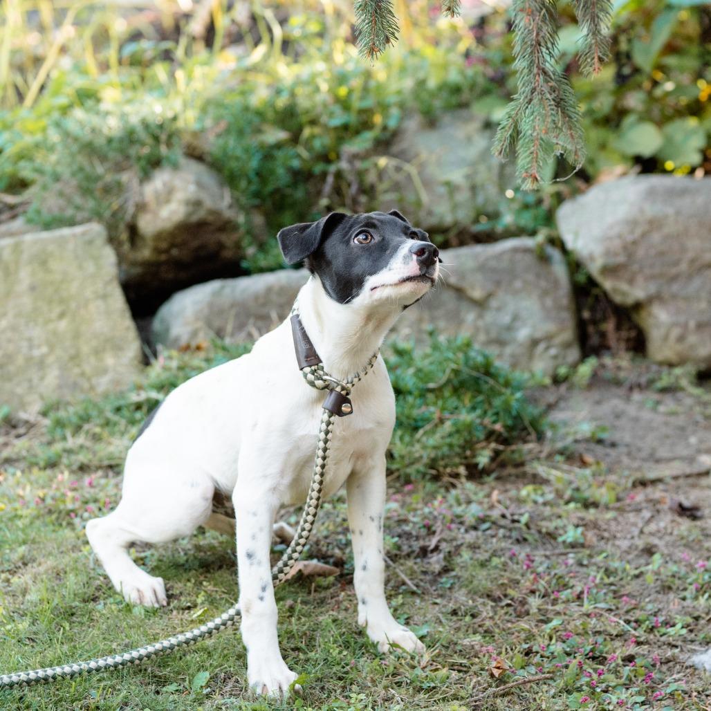 Dog for adoption - Jason, a Jack Russell Terrier & Border Collie Mix in ...