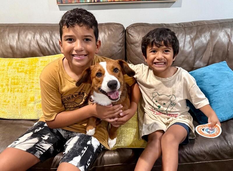 Dog for adoption - Lemon Drop Is the itty bitty wigglebutt who loves ...