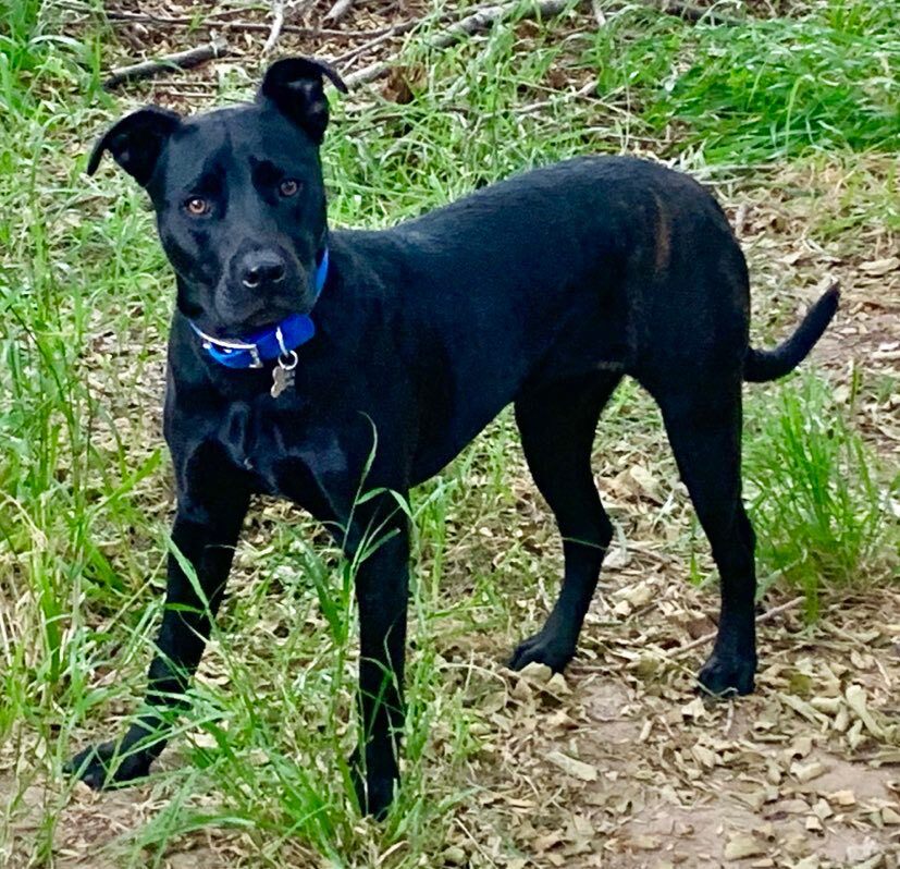 Dog for adoption - Happy Miranda!, a Black Labrador Retriever & Boxer Mix in Long Beach, CA ...