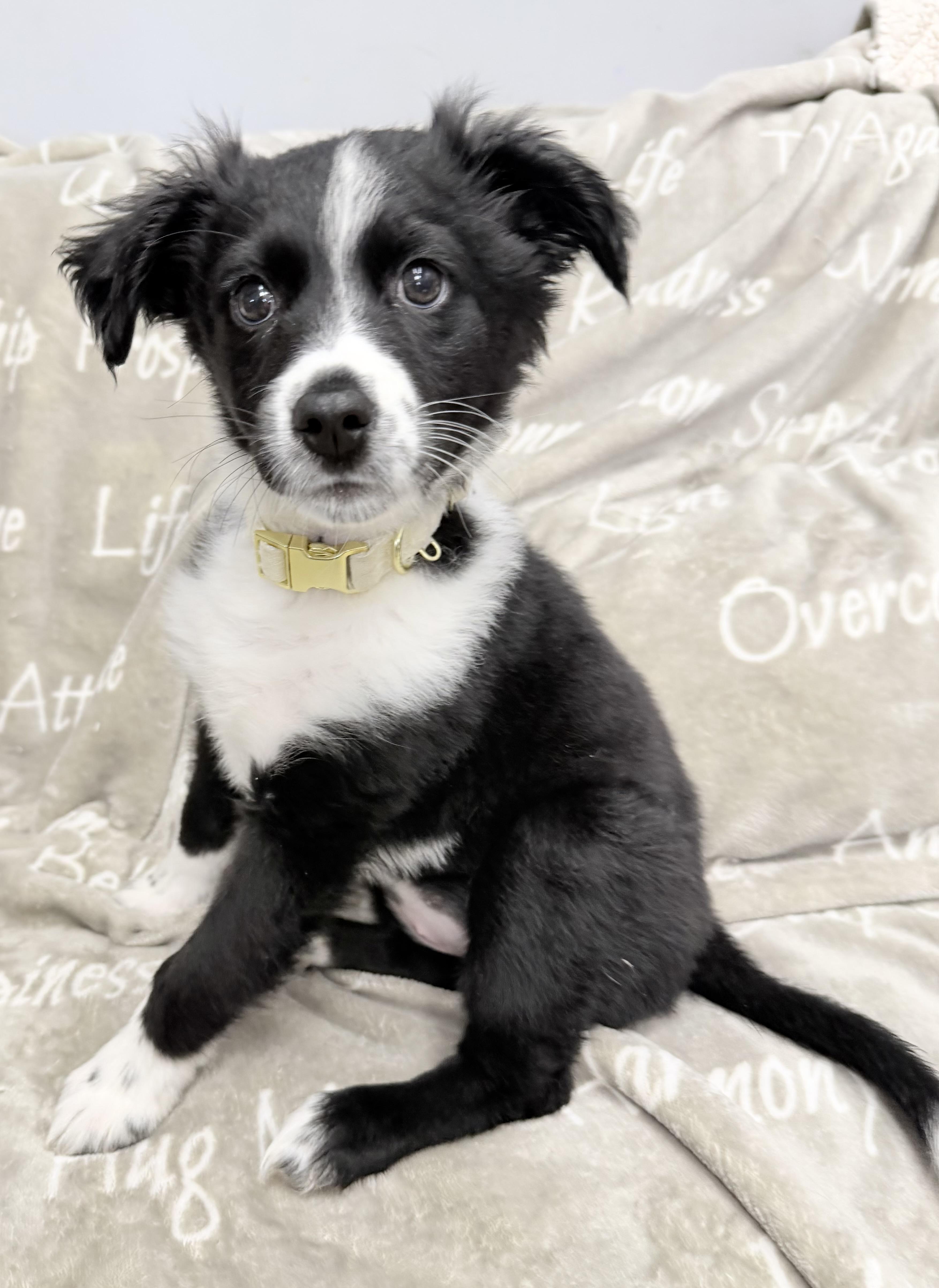 Marv - Adoptable Pet | Petfinder | Petfinder