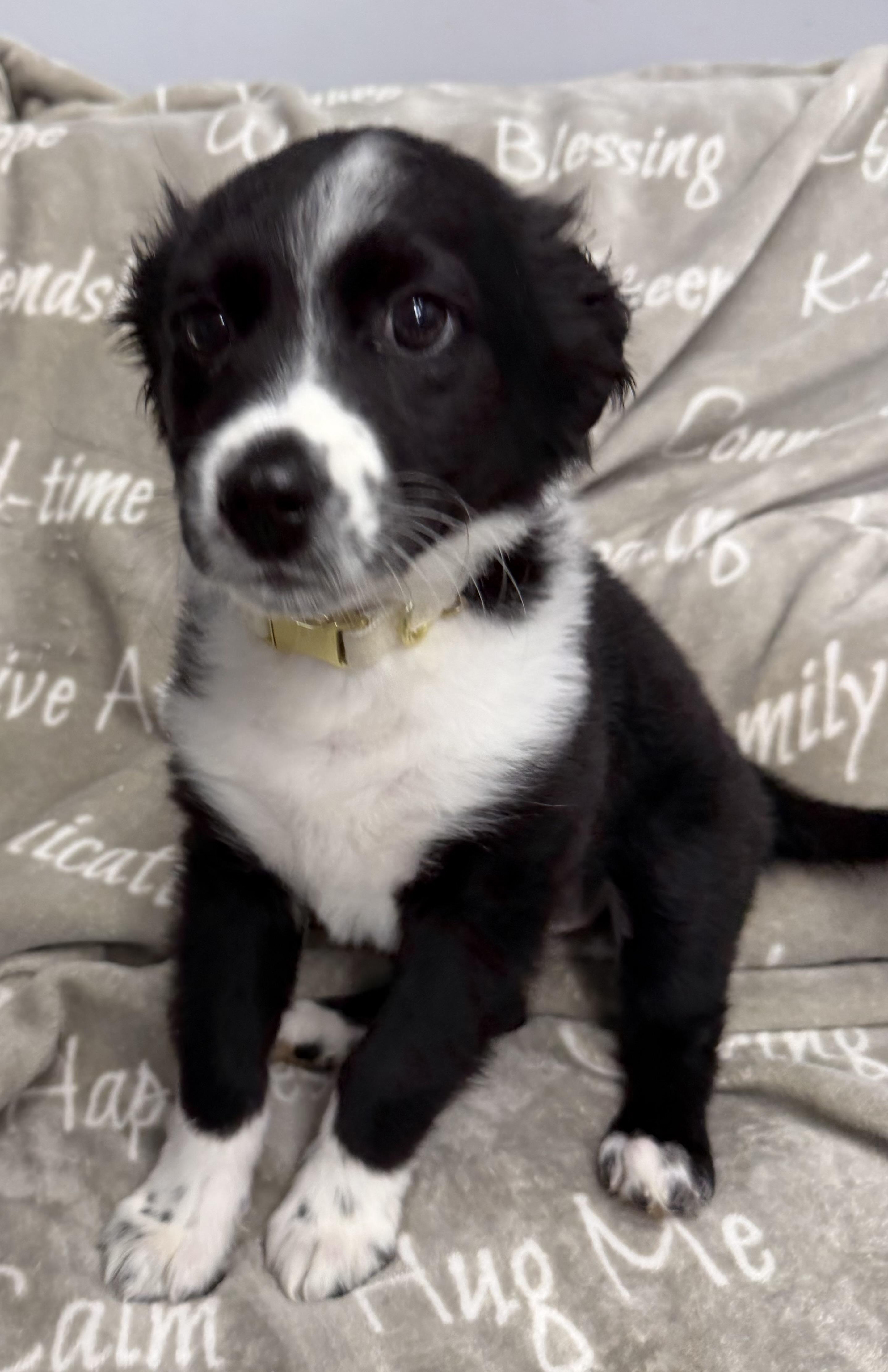 Marv - Adoptable Pet | Petfinder | Petfinder