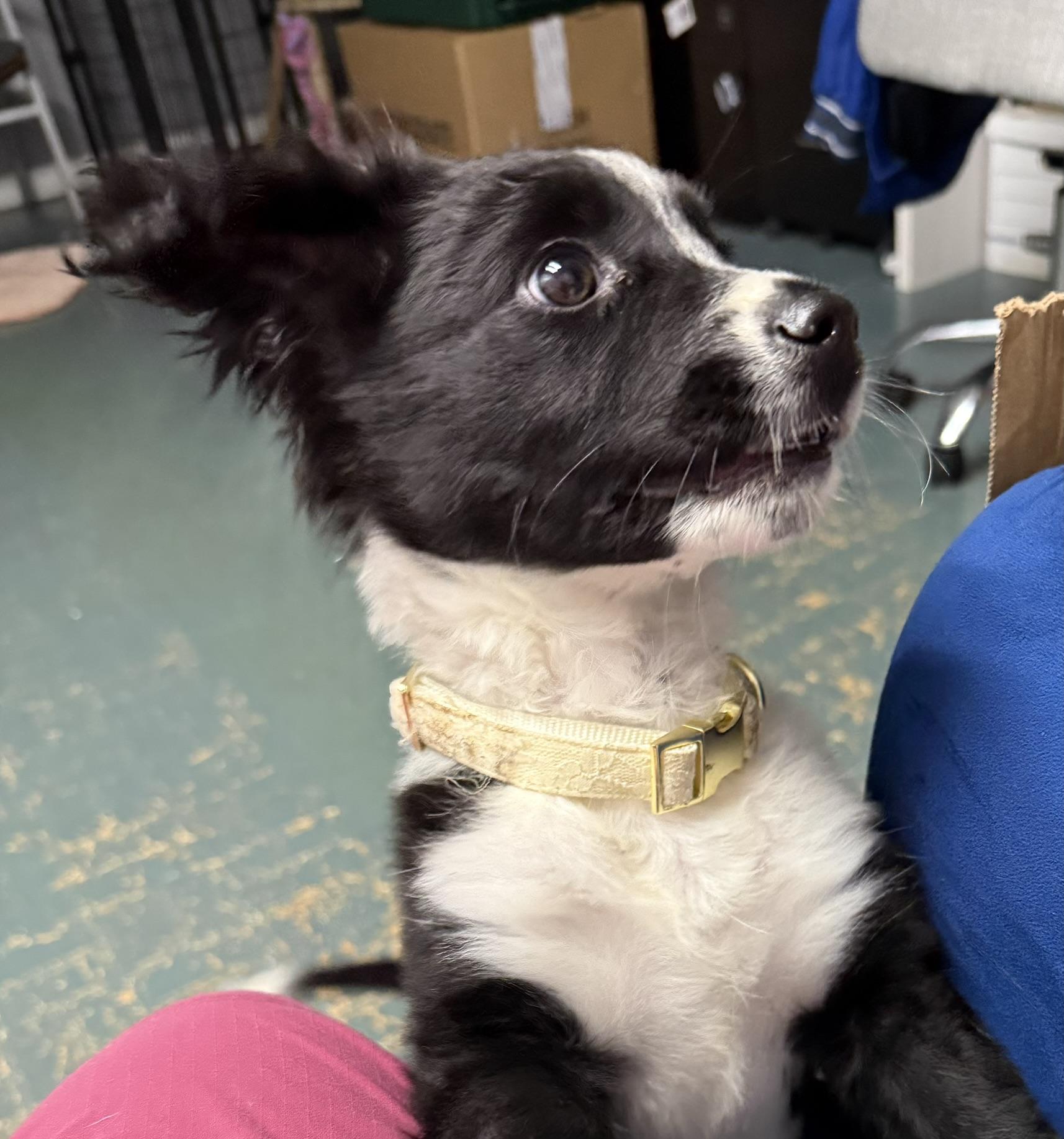 Marv - Adoptable Pet | Petfinder | Petfinder
