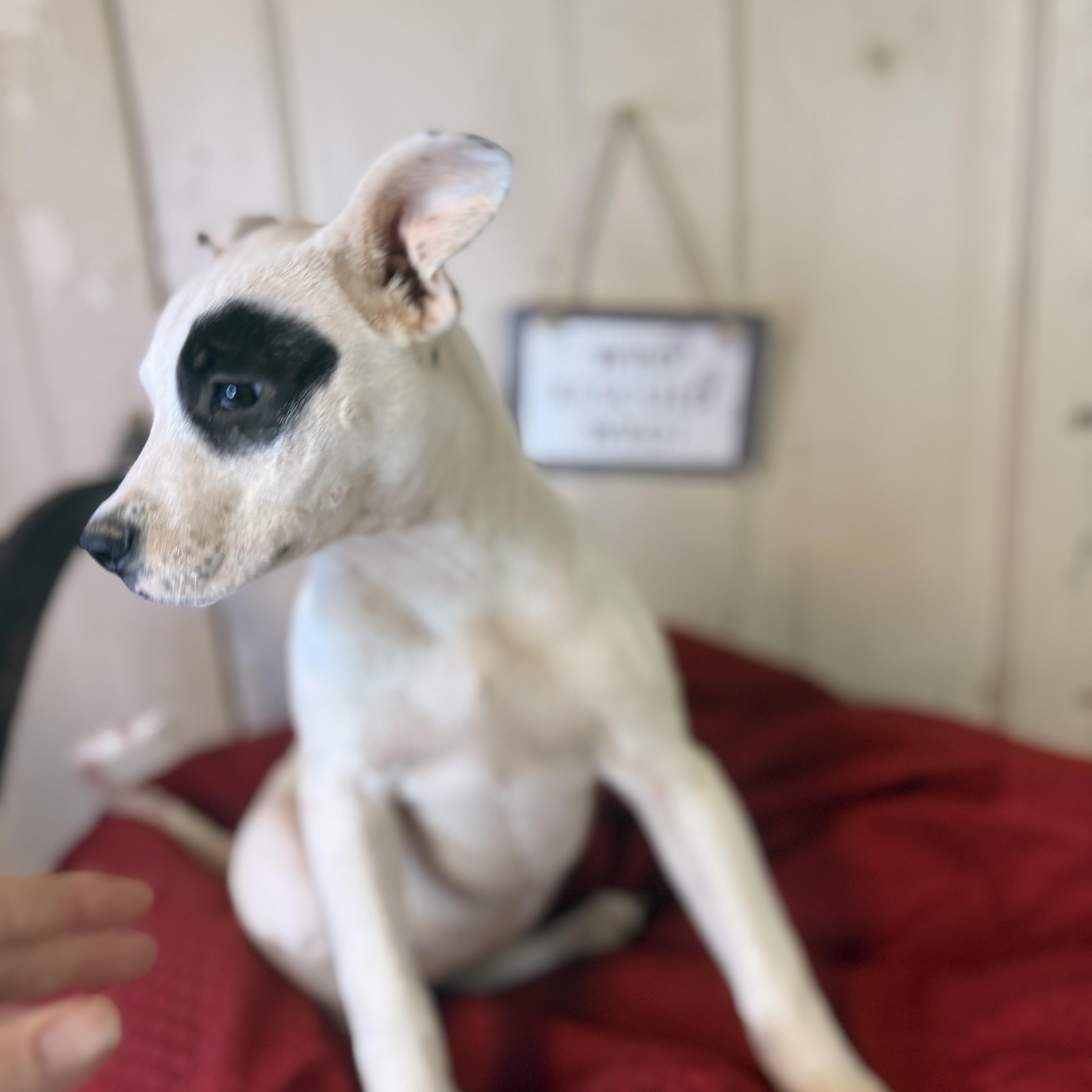 Dog for adoption - Patch, a Pit Bull Terrier in Joliet, IL | Petfinder