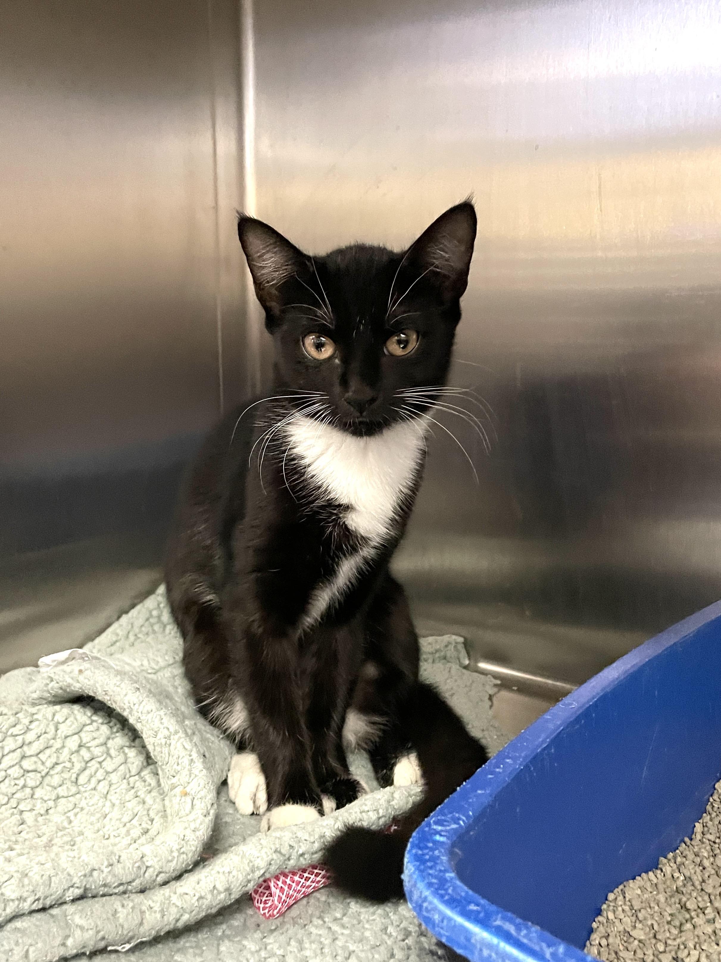 Cat for adoption - Bryce, a Domestic Short Hair in Wantagh, NY | Petfinder