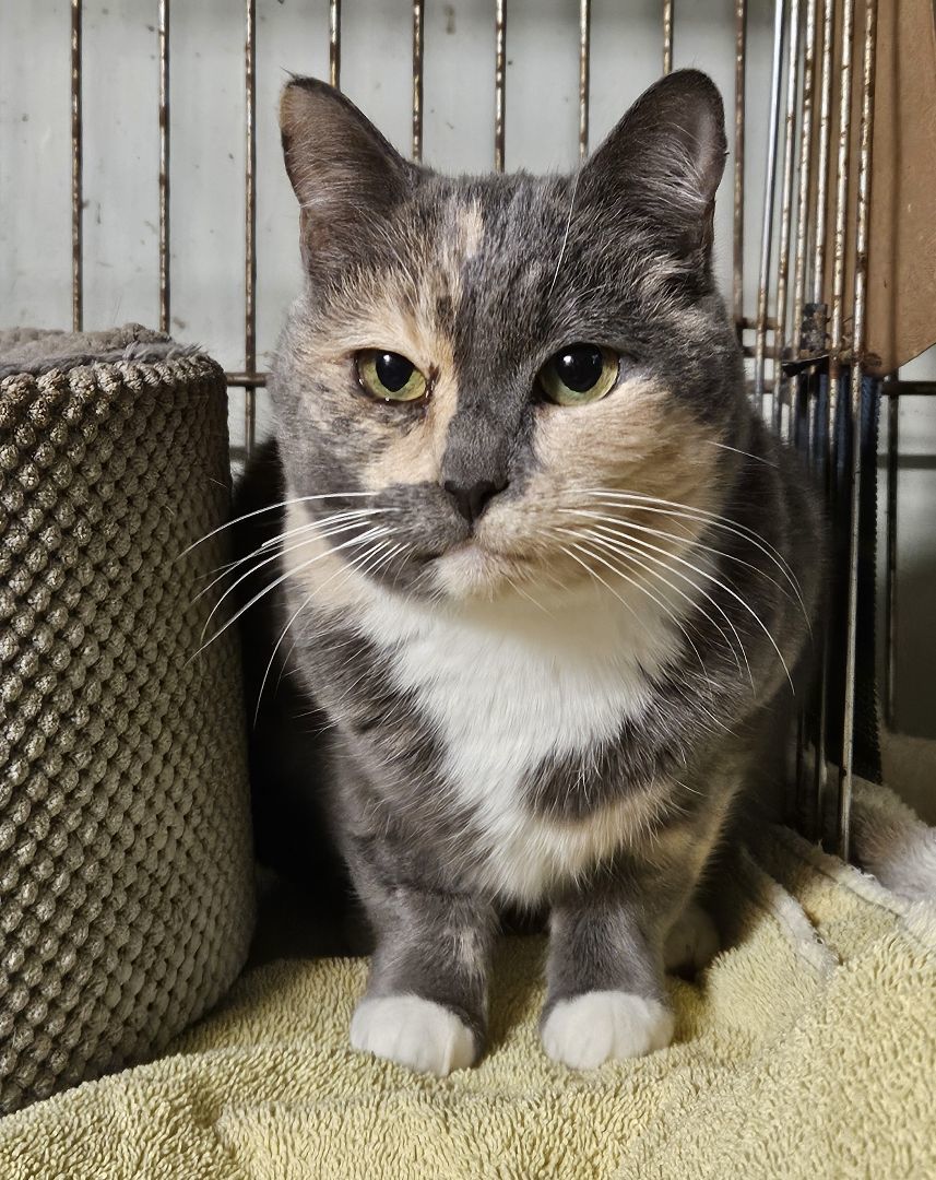 Adopt | Cats R Us Feline Rescue & Adoption