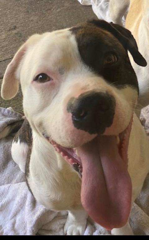 Dog for adoption - Clive, a Boxer Mix in Colorado Springs , CO | Petfinder